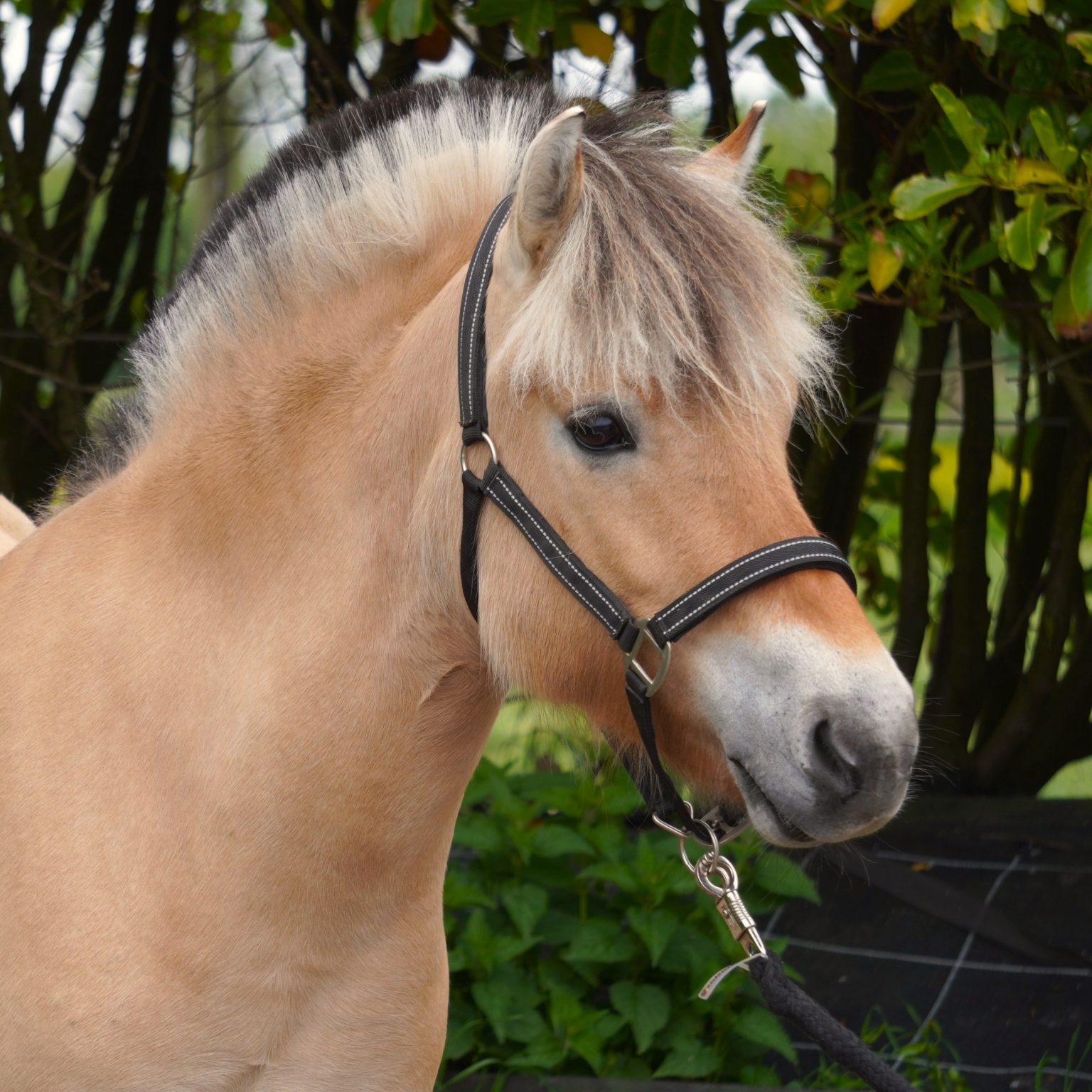 Puck – Manege Warnaar